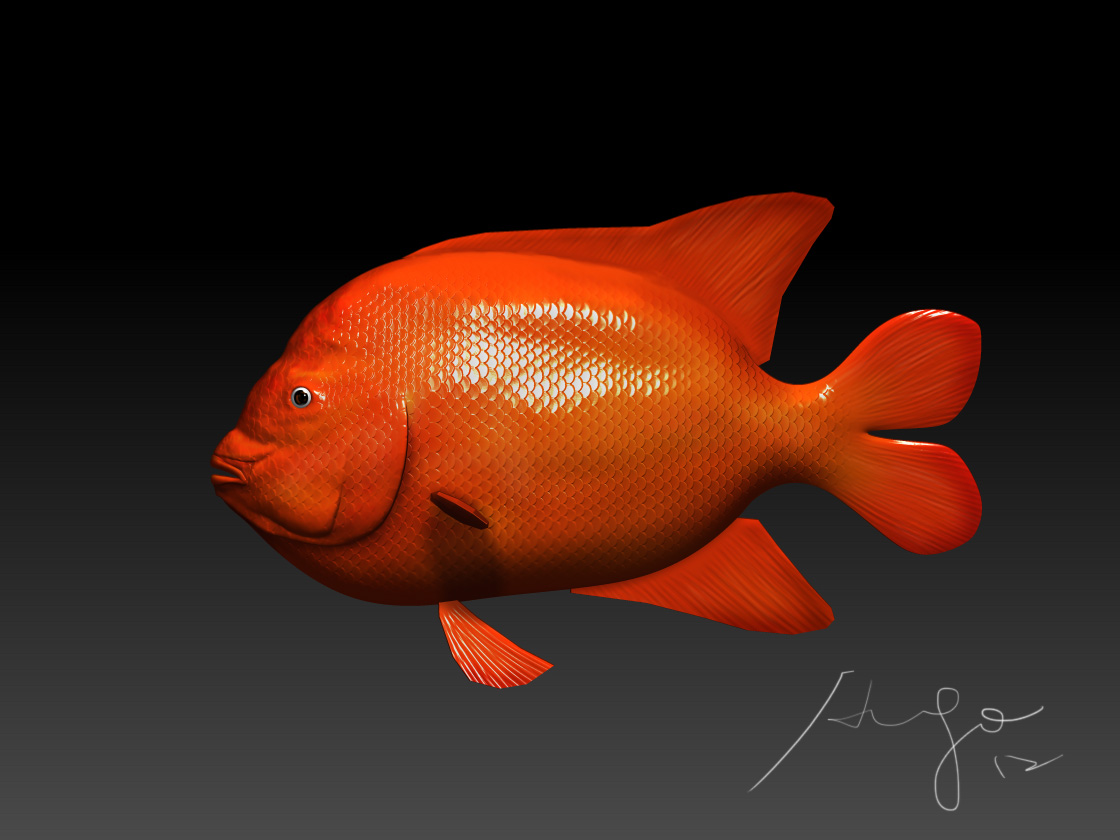 Garibaldi Fish ~ Hugo'studio