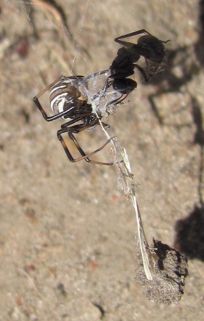 Kenyan Spiders: Button/Widow Spiders - Family Theridiidae