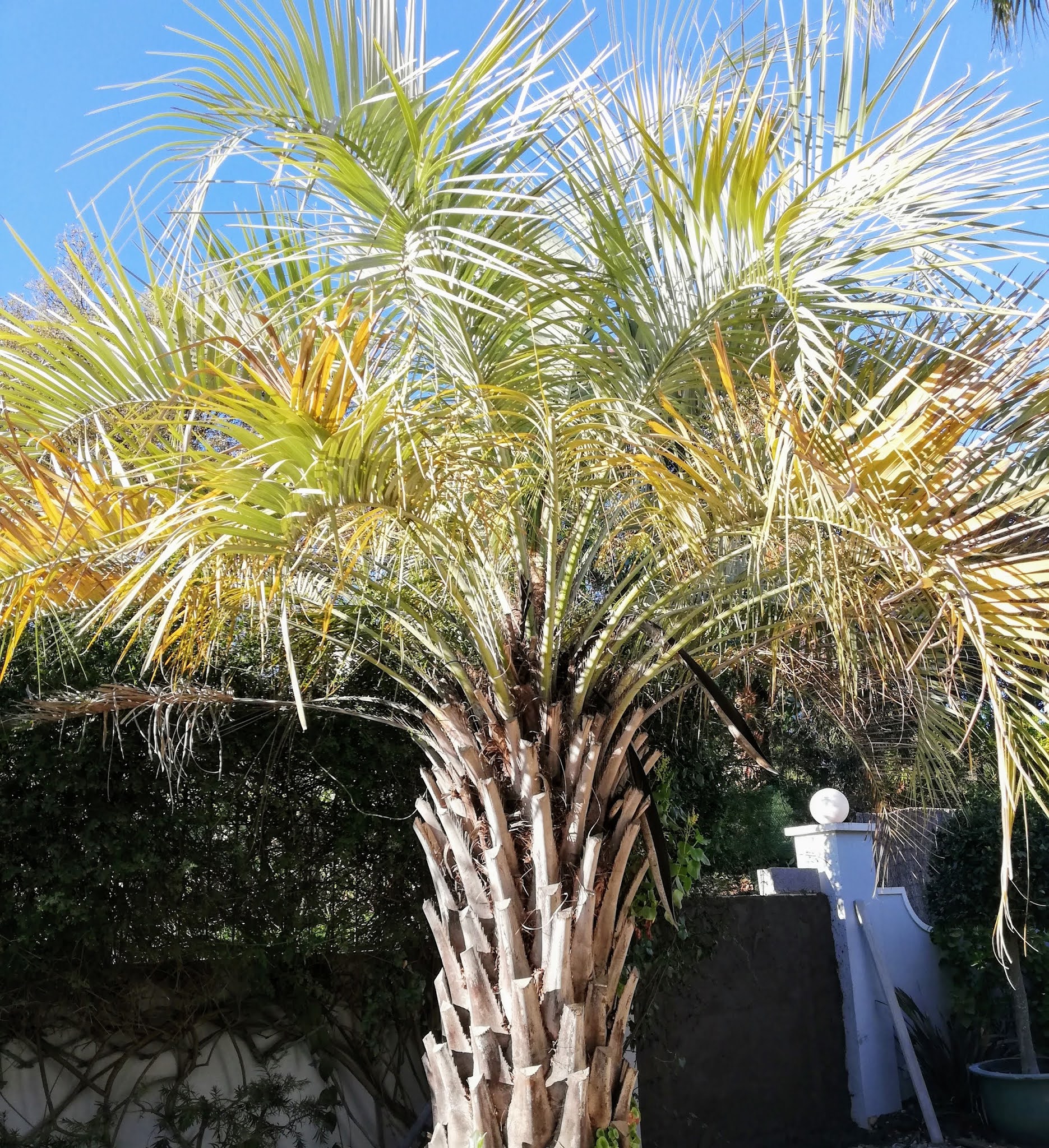 Butia capitata