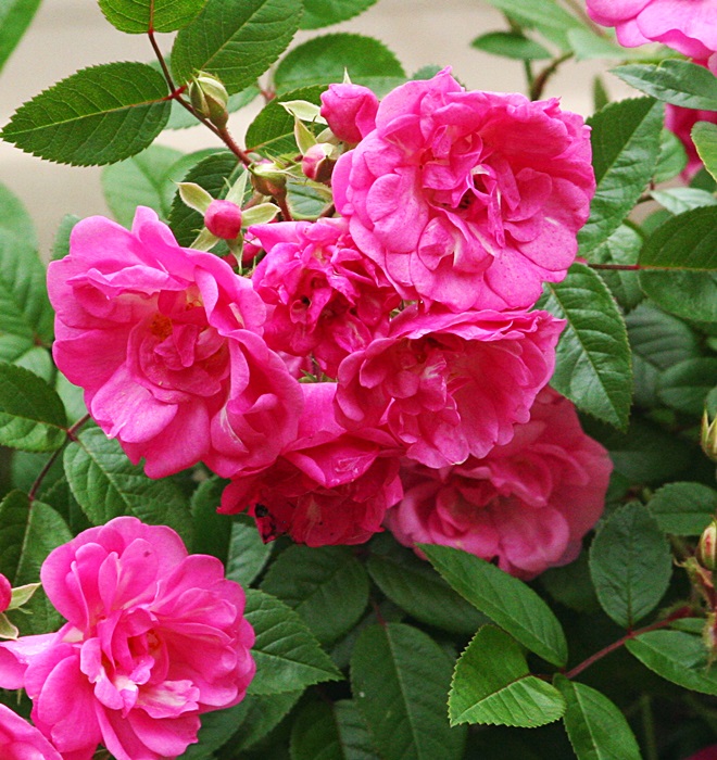 The Nature of Things: The 'Peggy Martin' rose, inspirational survivor