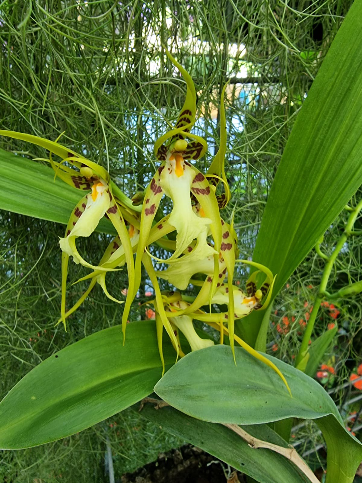 Brassia cochleata - The Ear-Like Brassia care and culture | Travaldo's blog