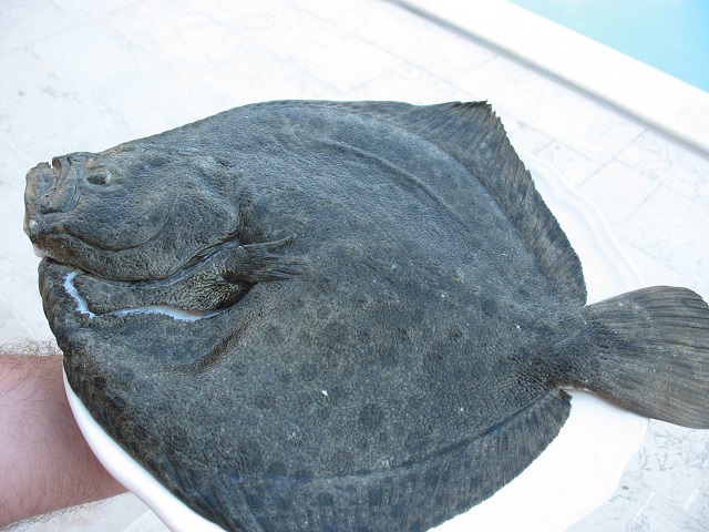 živakuha: Romb na žaru