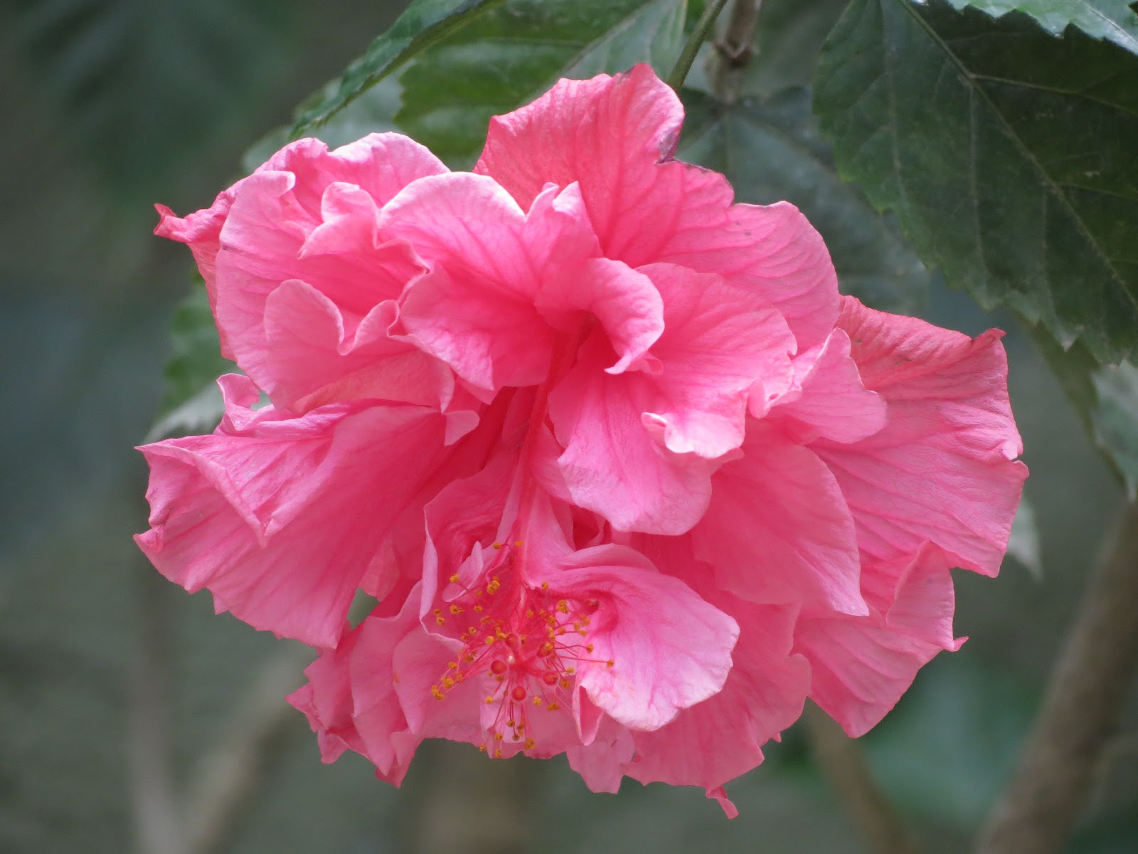 Mythistical: Flowers Of Peru