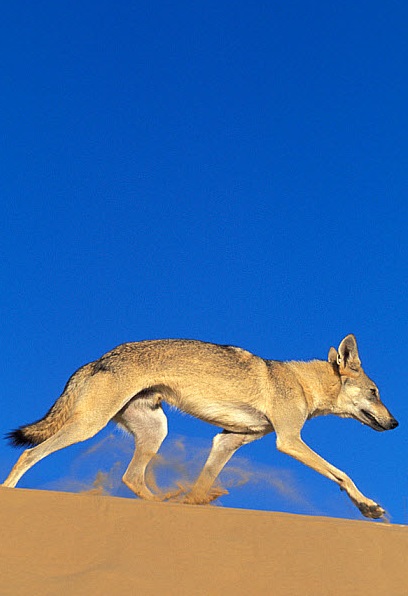 ¿BAILAMOS CON LOBOS?: LOBO ARABE : CANIDO MAS GRANDE DE ARABIA