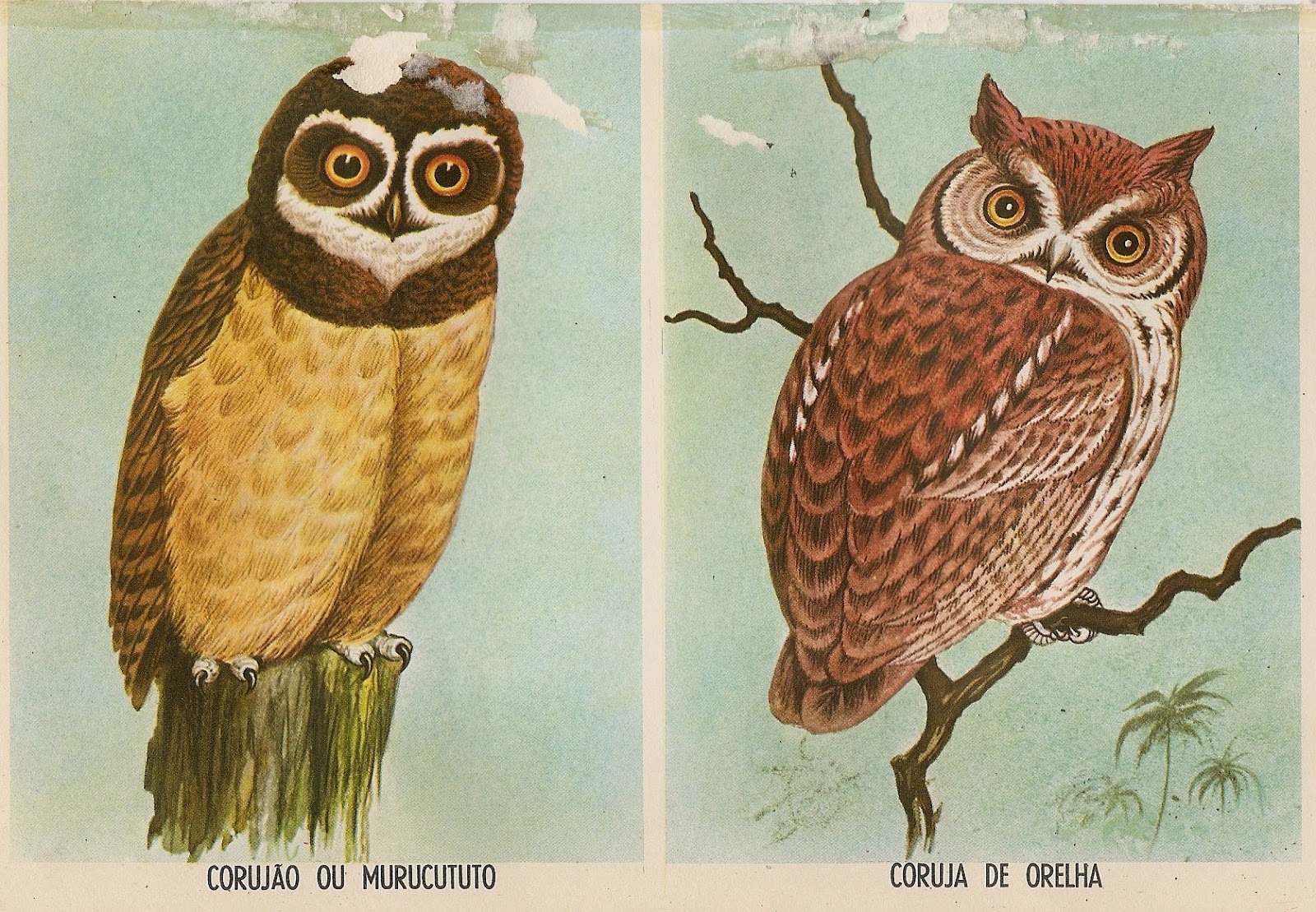 Municipalismo por Newton Thaumaturgo: CORUJAS : SÍMBOLO DA SABEDORIA