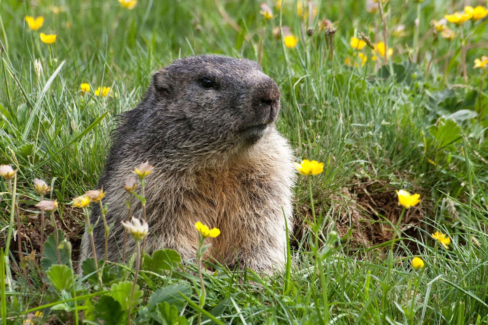 Marmota wallpapers