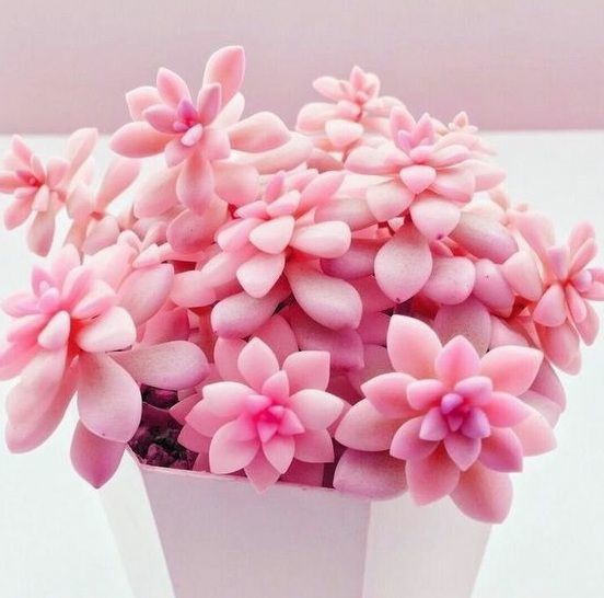Solo Chicas: Suculentas y otras plantas color rosa para darle un toque ...