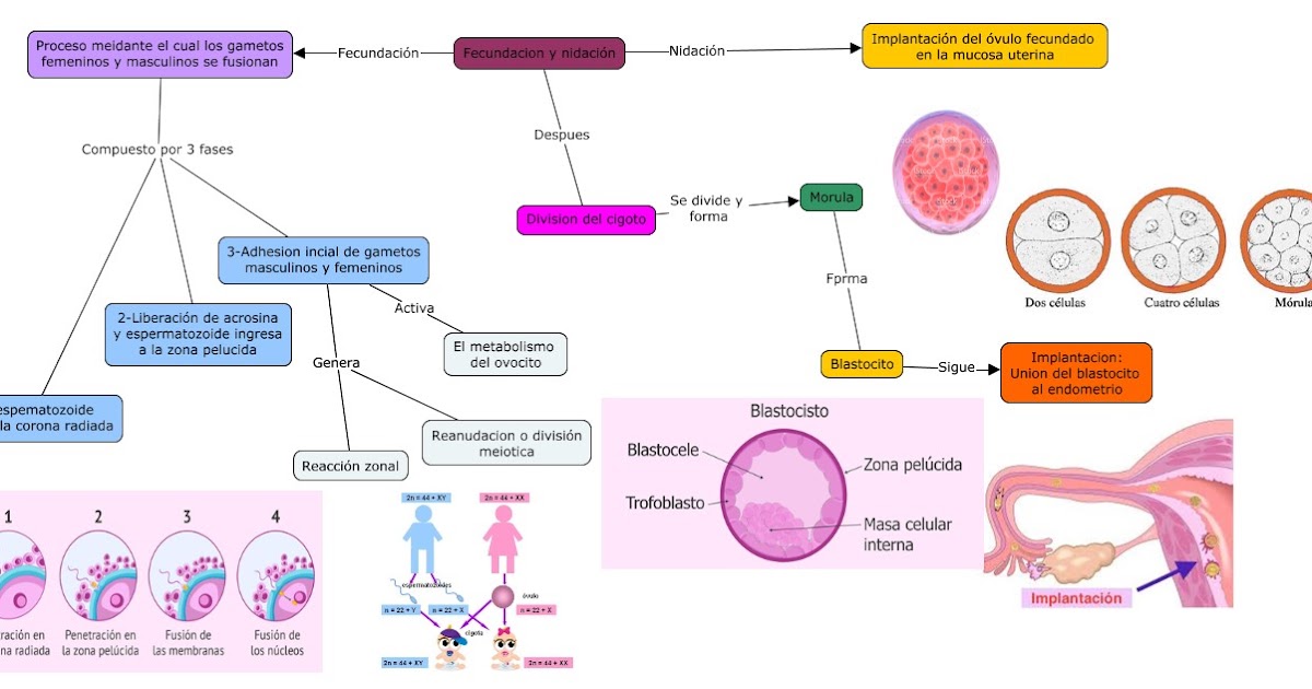 Fecundación y Nidación