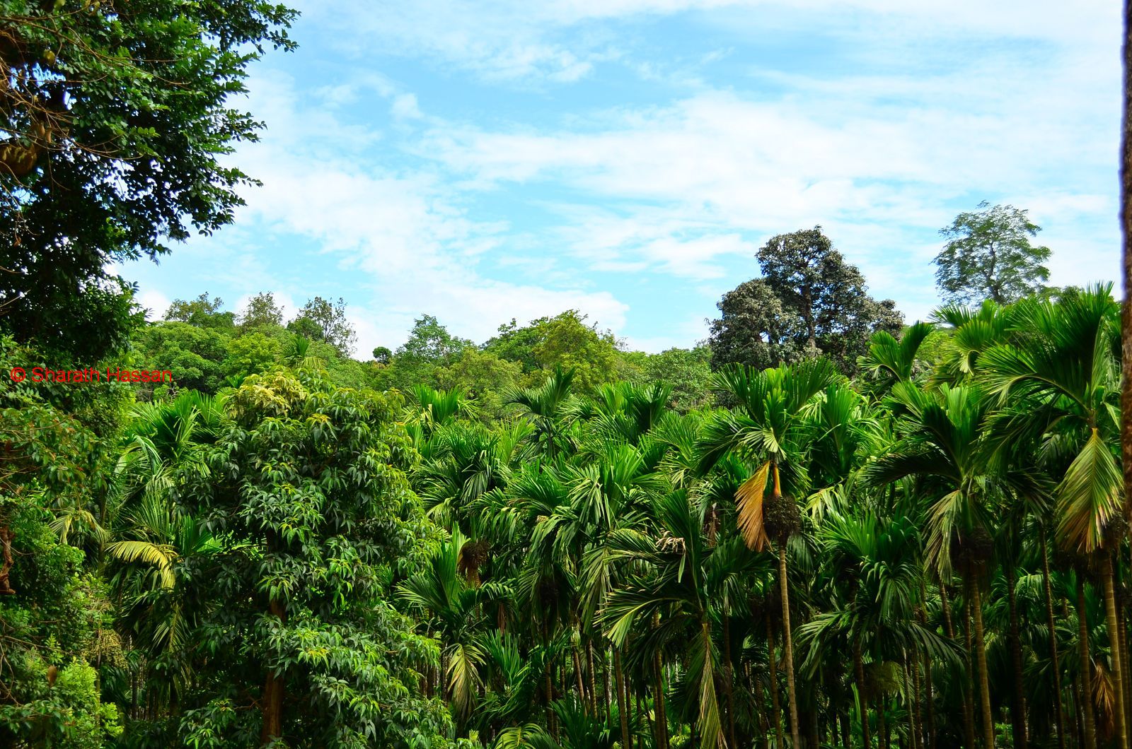 Sharath Hassan A Travelling Photographer: Sigandur back water and ...