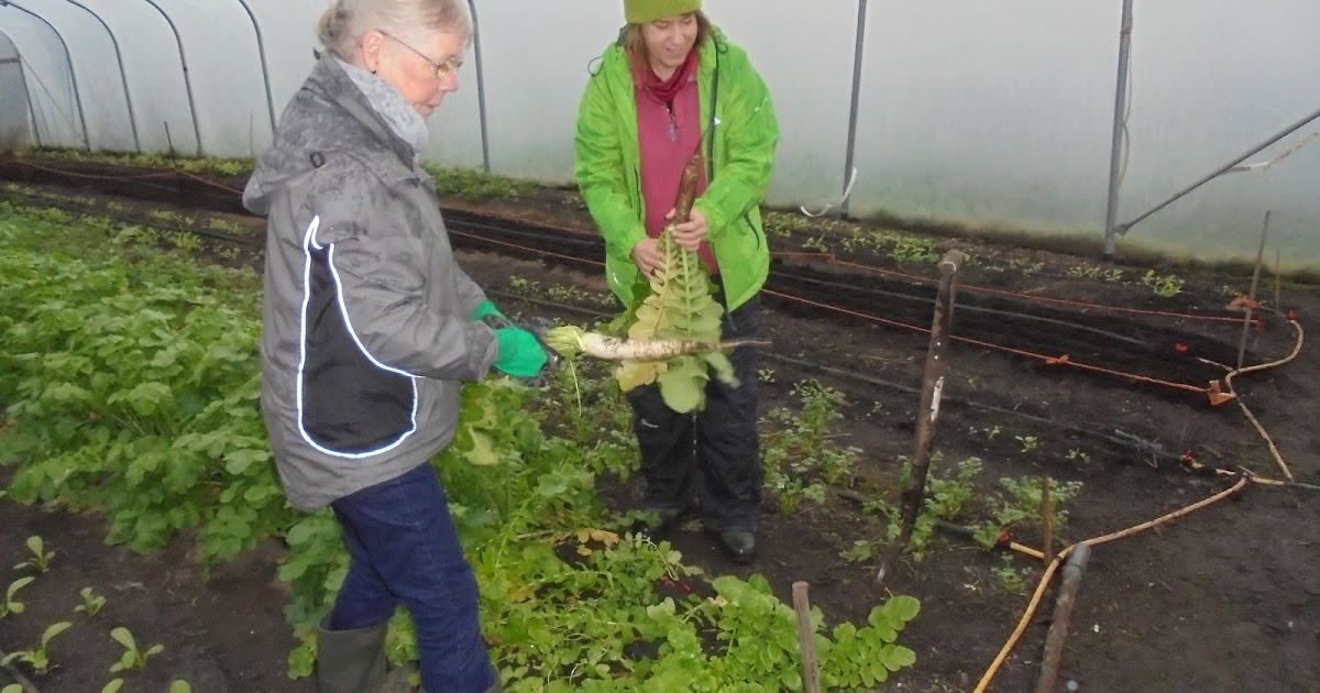 Bosavern Community Farm: Mooli