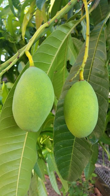 Warisan Petani: Musim Buah Kuini