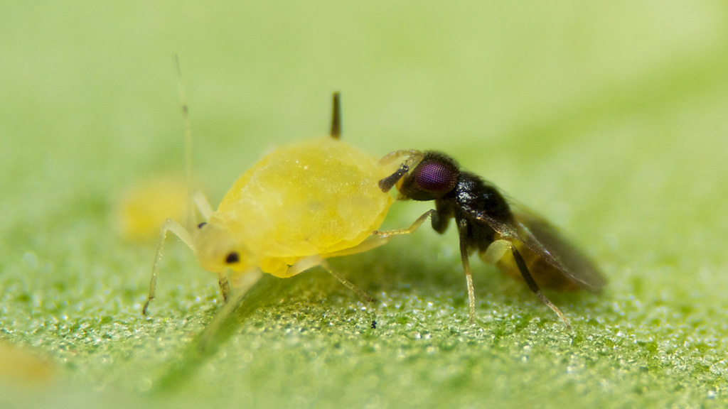 ムシをデザインしたのはダレ？: ツヤコバチ科 ( Aphelinus sp. ) 寄主体液摂取( Host-feeding )