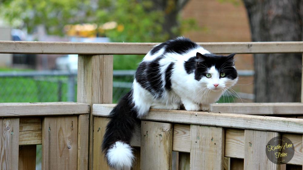 A Neighbourhood Cat... (3 Photos)