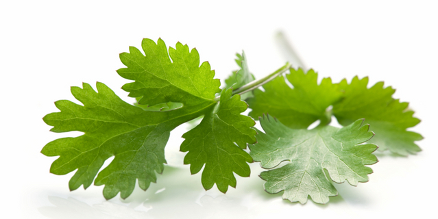 Korijander (Coriandrum sativum) | Prirodni lijekovi za sve bolesti ...