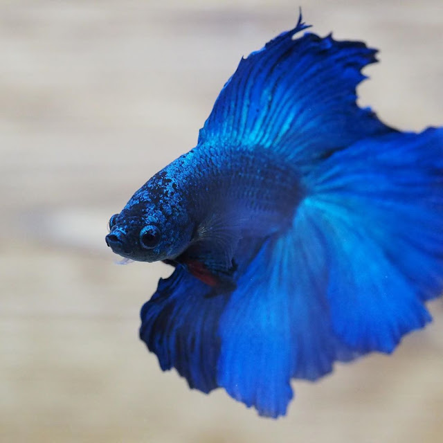 The Gorgeous Live Male Royal Blue Double Halfmoon Tail Betta Fish