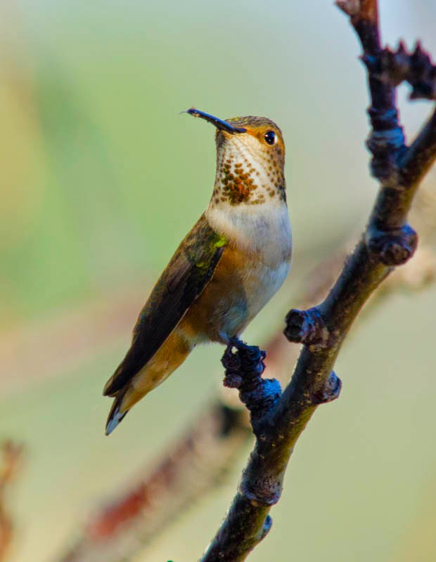 The Wayward Hawaiian: The Allen's Hummingbirds are Back