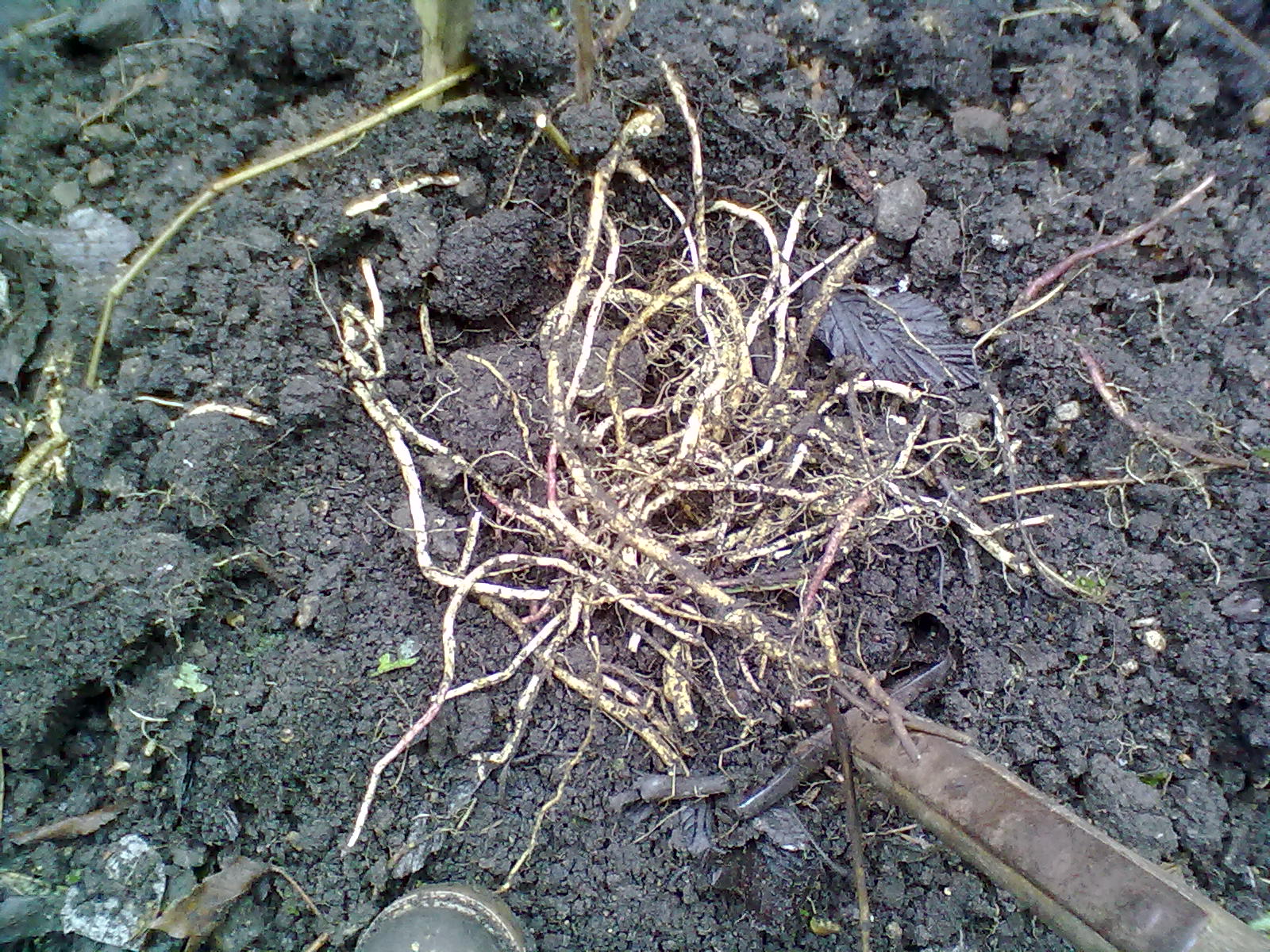 Rachel the Gardener: Fasciation: now it's hitting the Bindweed!!