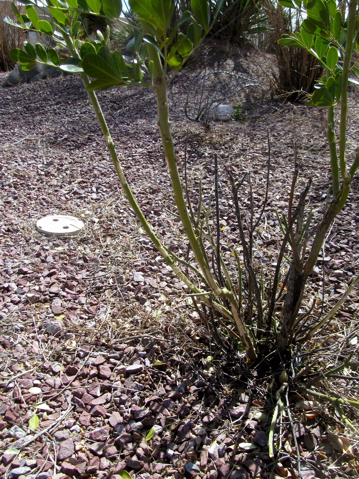 Blogging from the Boot Heel: El Nino was a Bust