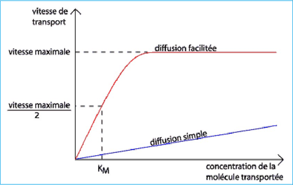 Transport membranaire cours - FSSM - SVTU Cours , TD et TP S1