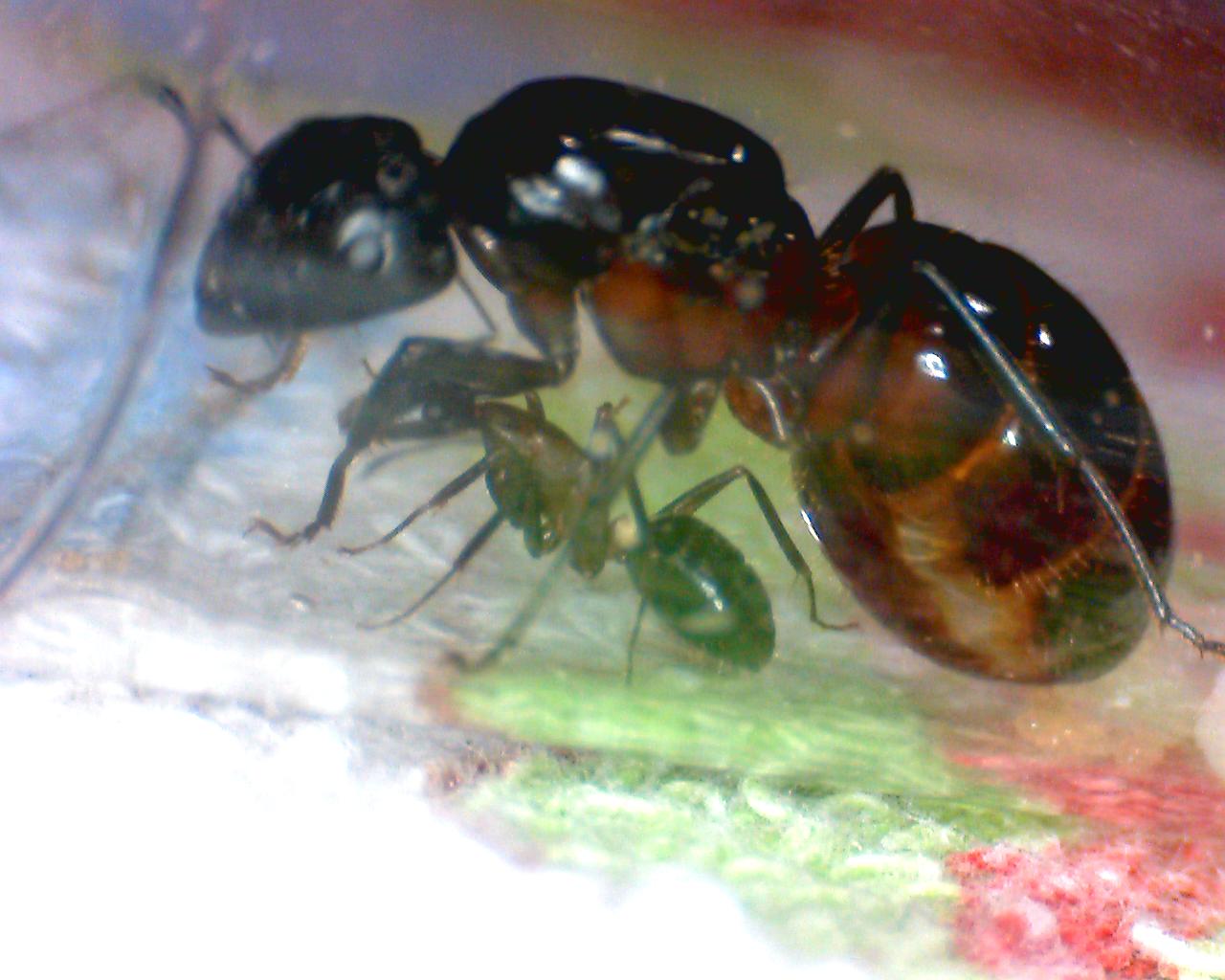 Adoro Formigas: Camponotus Ligniperda - Nasceu uma operária!
