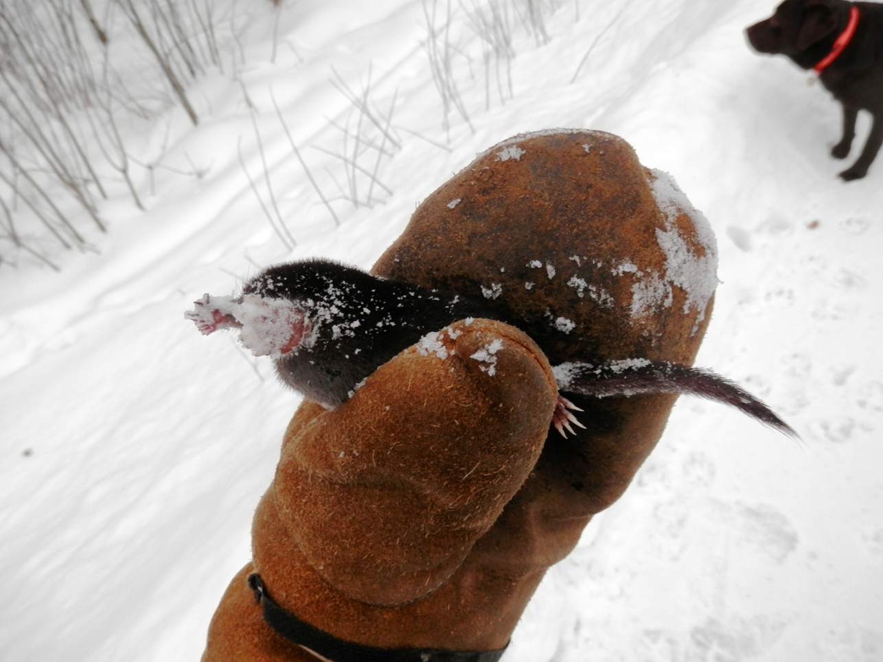 Ain't Life Wild?: Star-nosed mole is a winter surprise