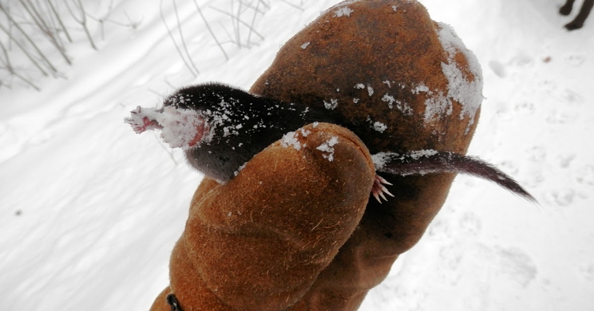 Ain't Life Wild?: Star-nosed mole is a winter surprise