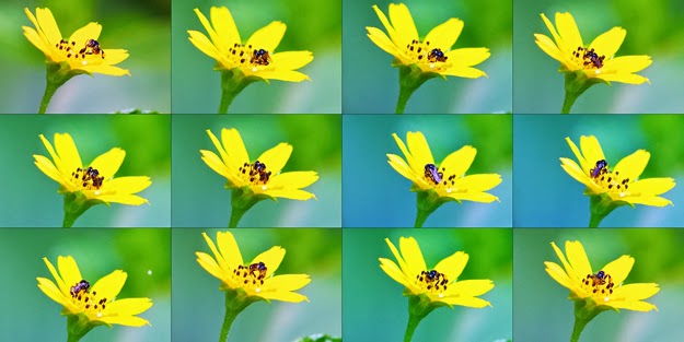 Make Sequence Photographs Into A Collage - Jefz Lim Photography Blog