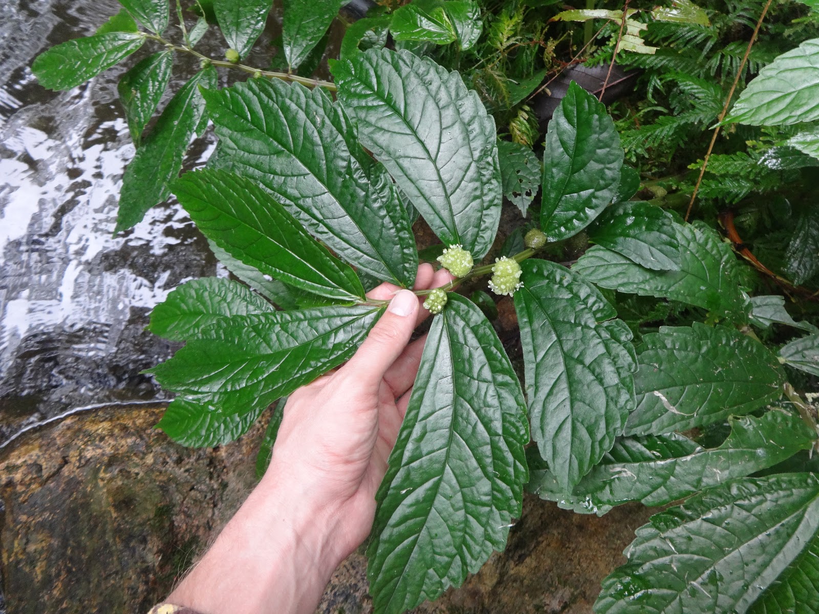 Herbs from Distant Lands: Elatostema lineolatum and other Elatostema ...