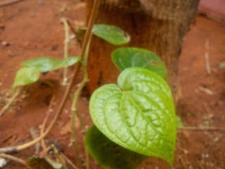 Ayurveda Shastra: TAMBULAM