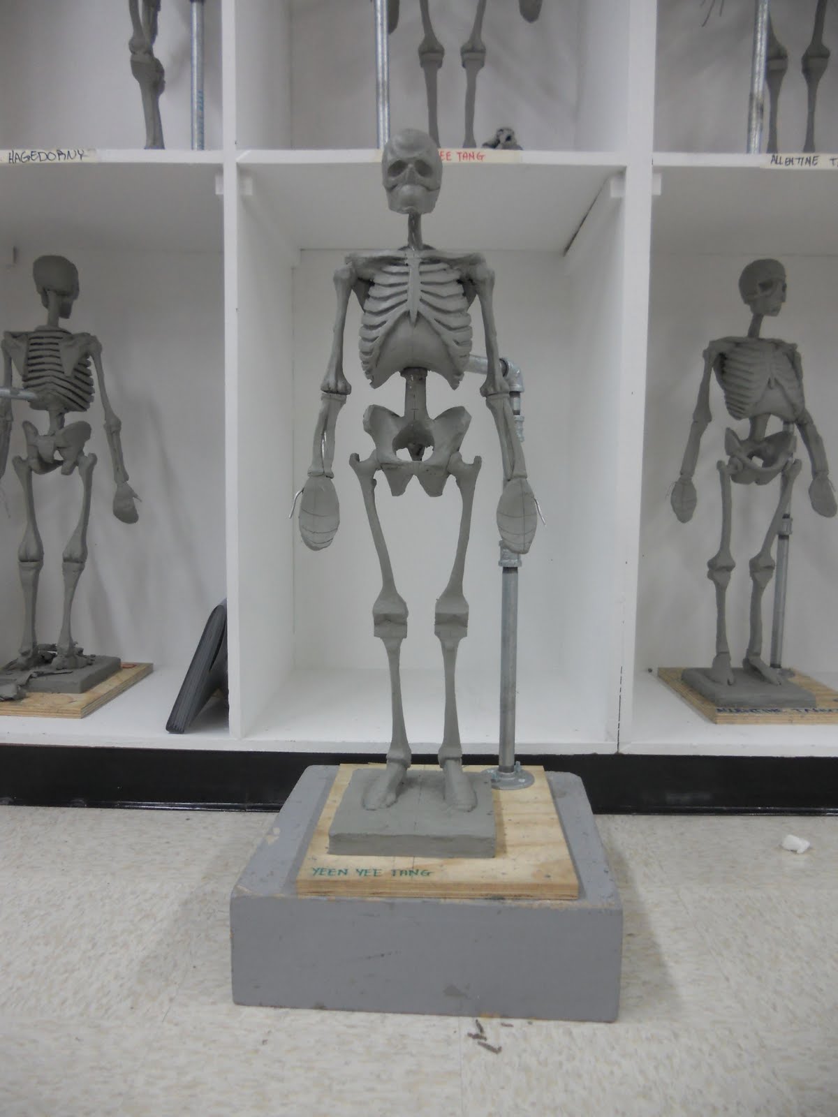 Muscle And Skeleton Model: Muscle-half Skeleton Model