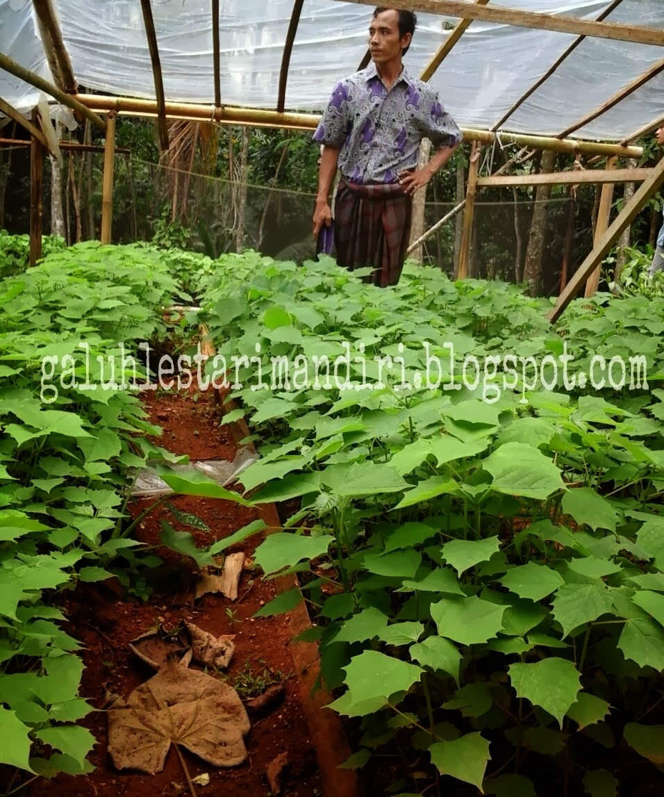 GALUH LESTARI MANDIRI | JUAL BIBIT JATI SOLOMON | JUAL BIBIT SENGON ...