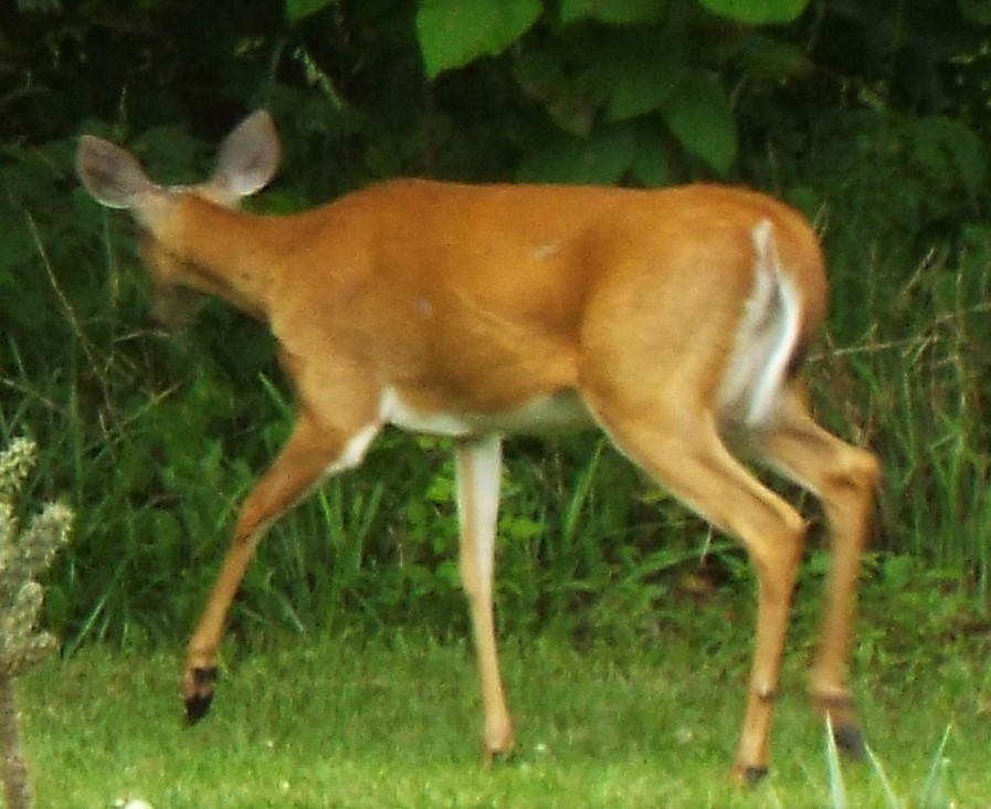 Life On The Tallgrass Prairie: Oh, Deer!