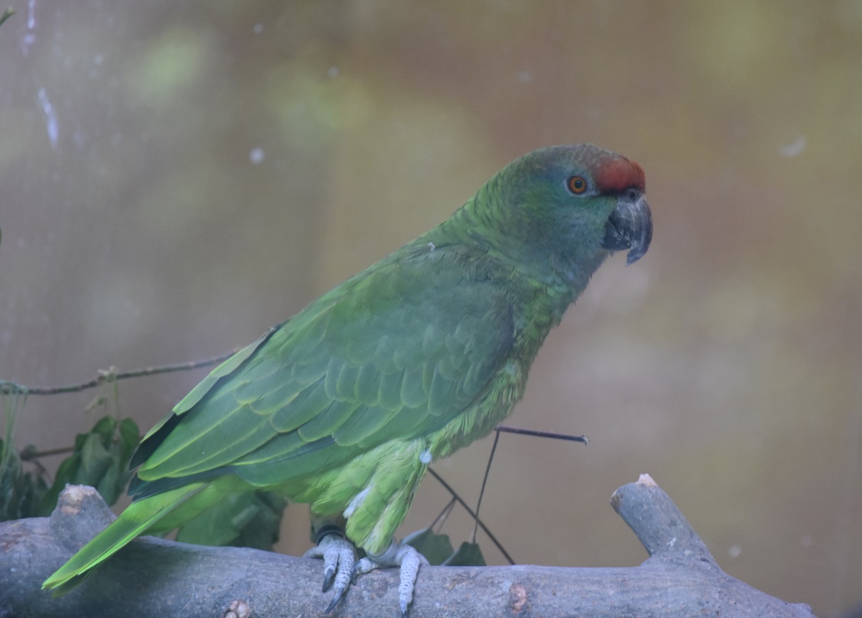 ZOOTOGRAFIANDO (6.100 ANIMALS): AMAZONA DE BODIN / BODIN´S AMAZON ...