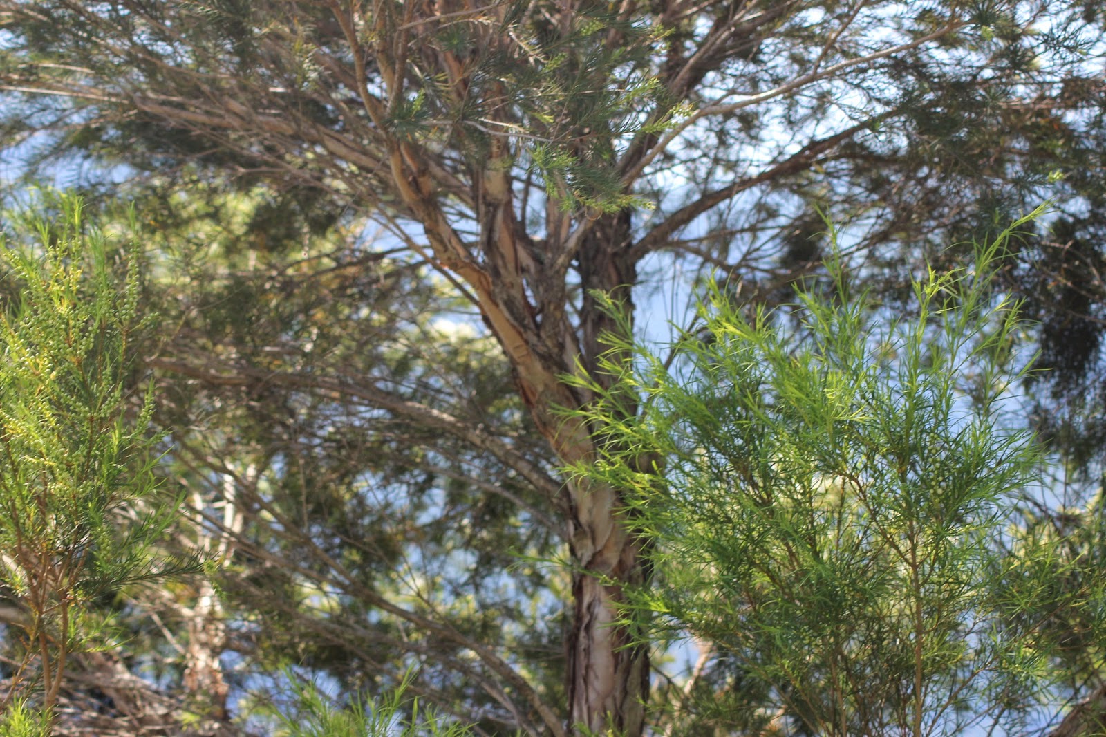 Arbre à thé (Melaleuca alternifolia)