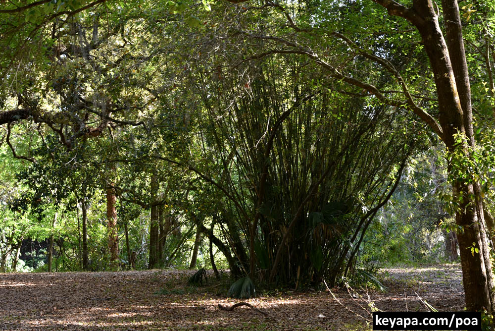 Sejarah Poaceae: A Lost Bamboo in Tampa