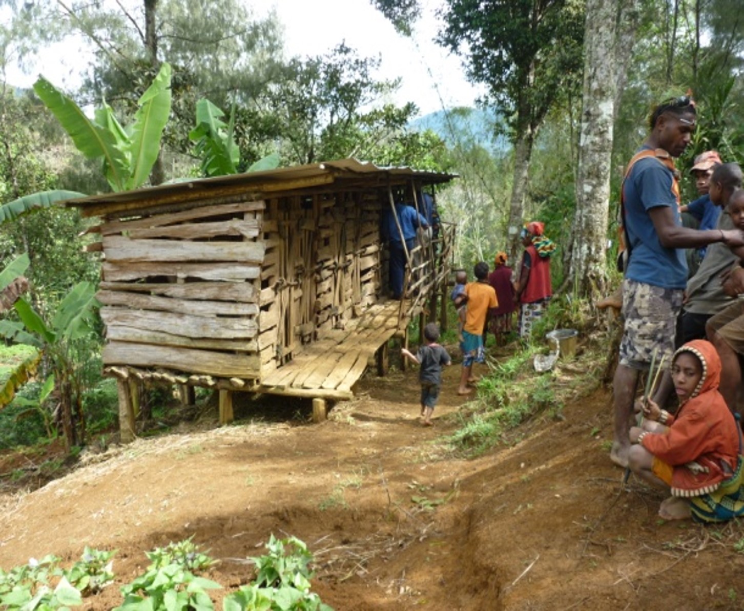 9. Raising pigs in a village pig house.