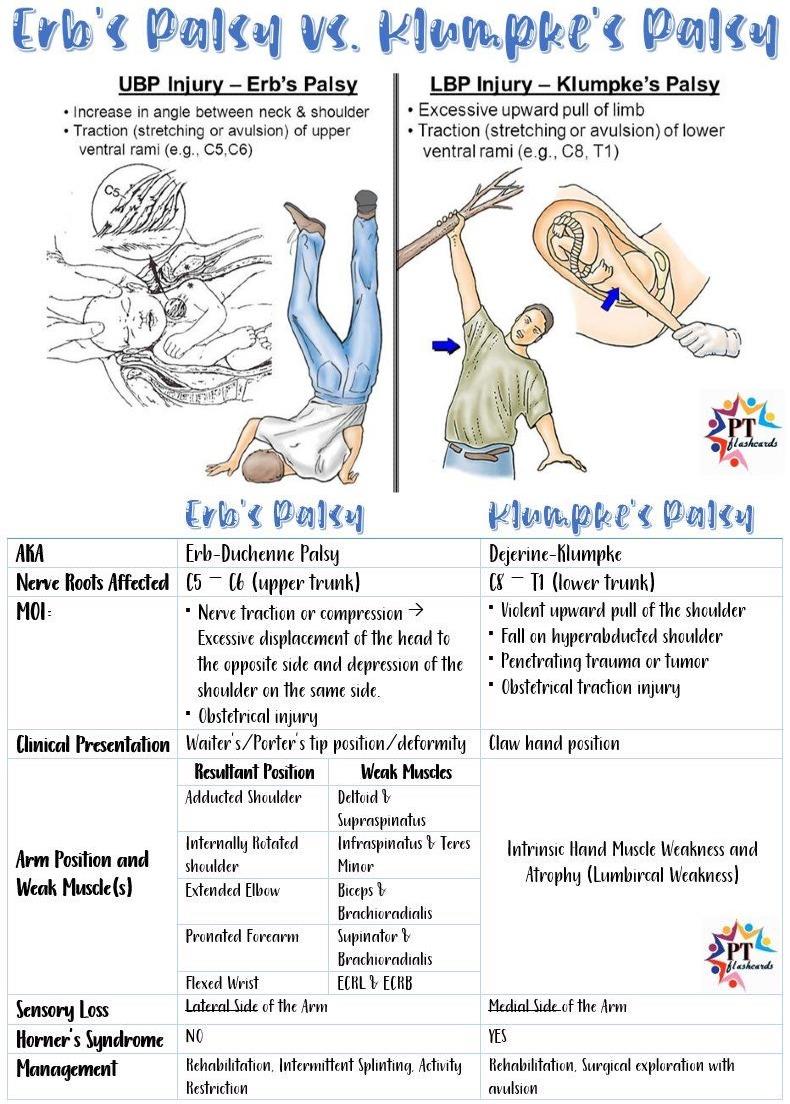 Erb's Palsy Vs Klumpke's Palsy