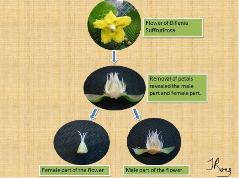 ICT in Science Education: Simpur Flower