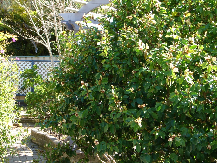 Snap Happy Birding: Michelia Coco