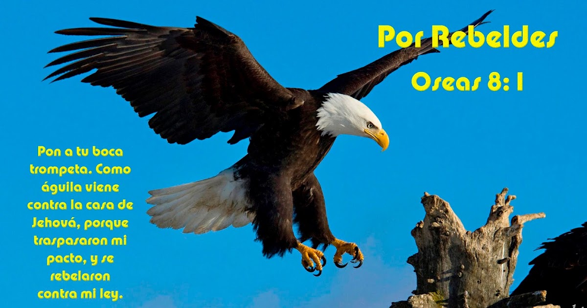CBA LIBRO DE OSEAS CAPÍTULO 8