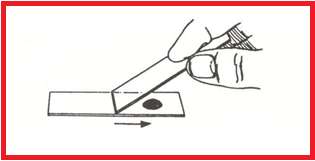* Push the slide away from the drop of suspended organisms to form a ...