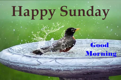 Top 10 Good Morning Happy Sunday Images greeting Pictures,Photos for ...