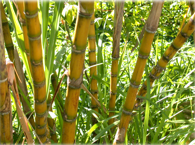 We love Our Bangladesh: Sugar cane(Aakh/Ikkhu/Gendari/Kushor) a source ...
