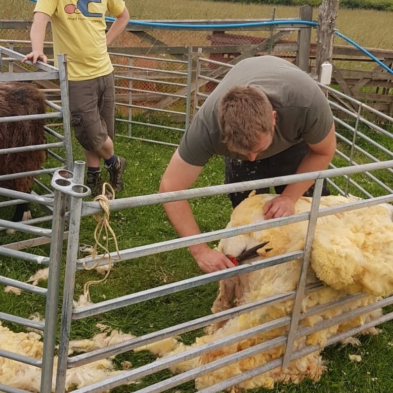An English Homestead: Hand Clipping Sheep