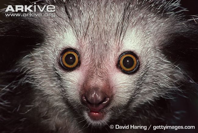 At Coco's Corner: The Aye aye