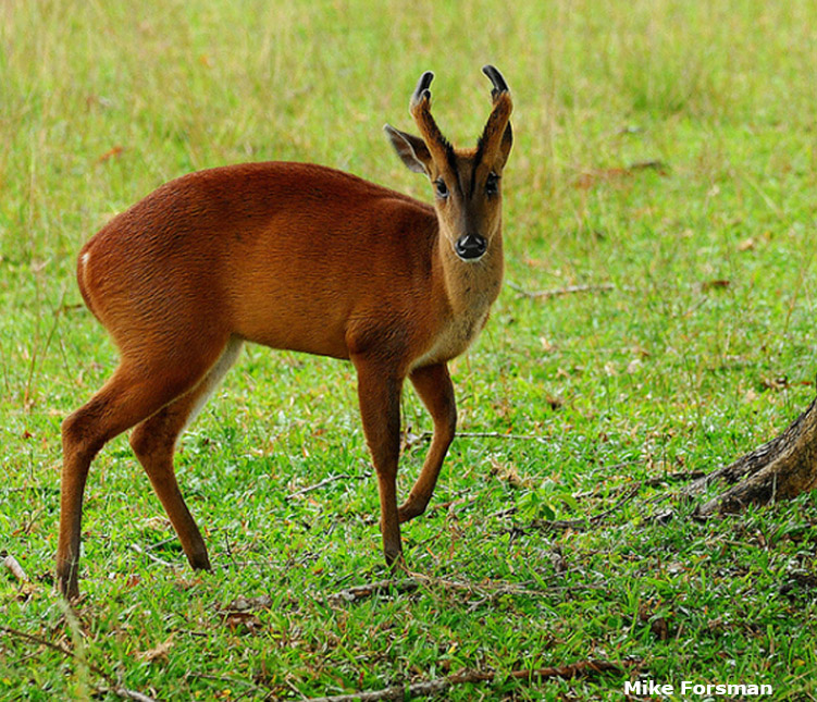 6 Jenis Rusa (Cervidae) di Indonesia - Generasi Biologi