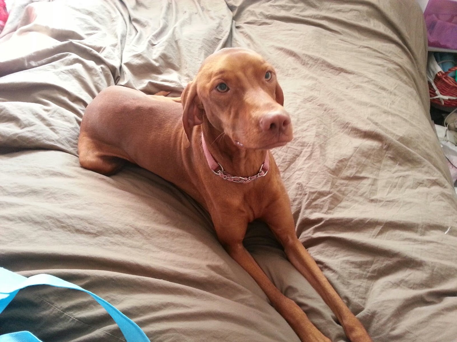Daisy the Rescue Vizsla: We agreed to foster a Vizsla puppy