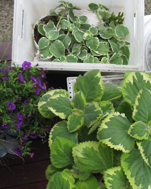 An Urban Cottage: Cottage Style Photo Shoot