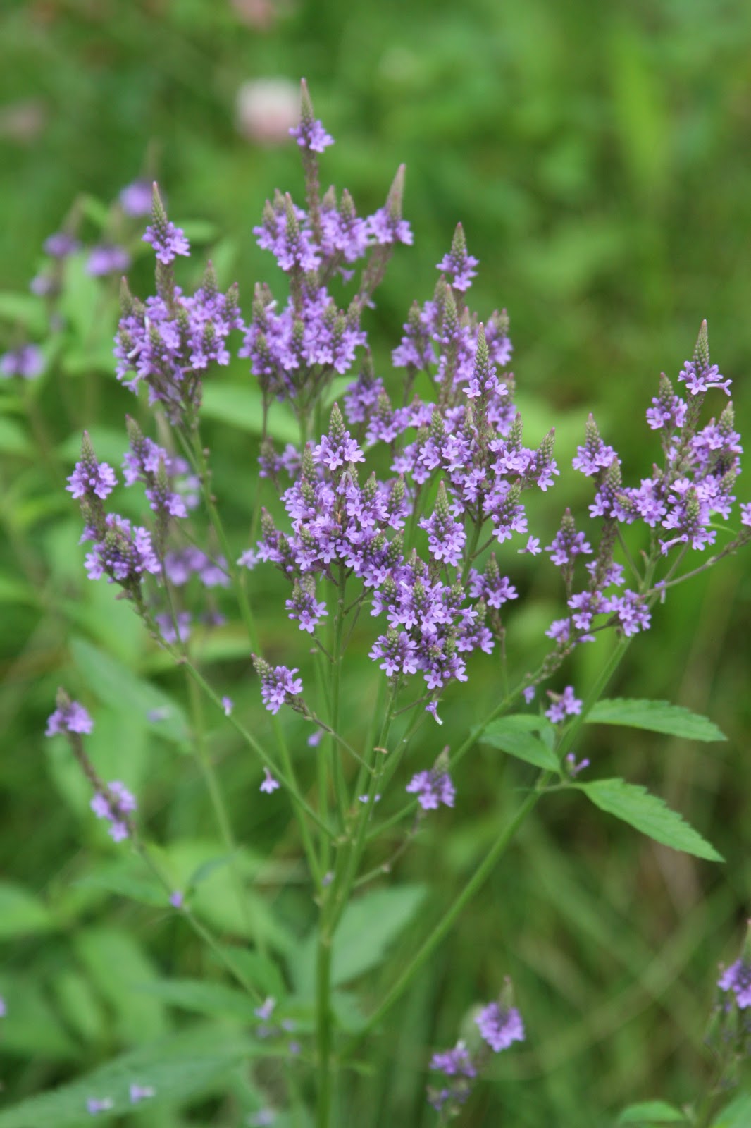 Isabella Conservation District Environmental Education Program: Native ...