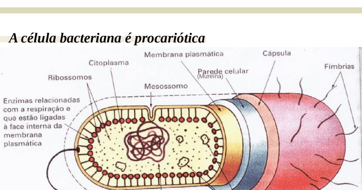 Prof Darc Picanço : Células Procariontes